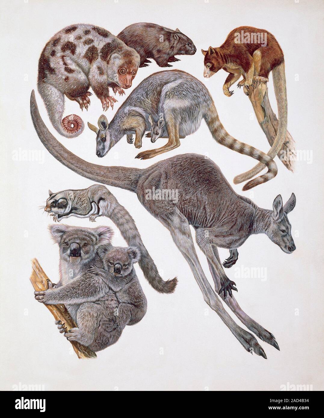 Illustration of a group of marsupialia mammals Stock Photo - Alamy