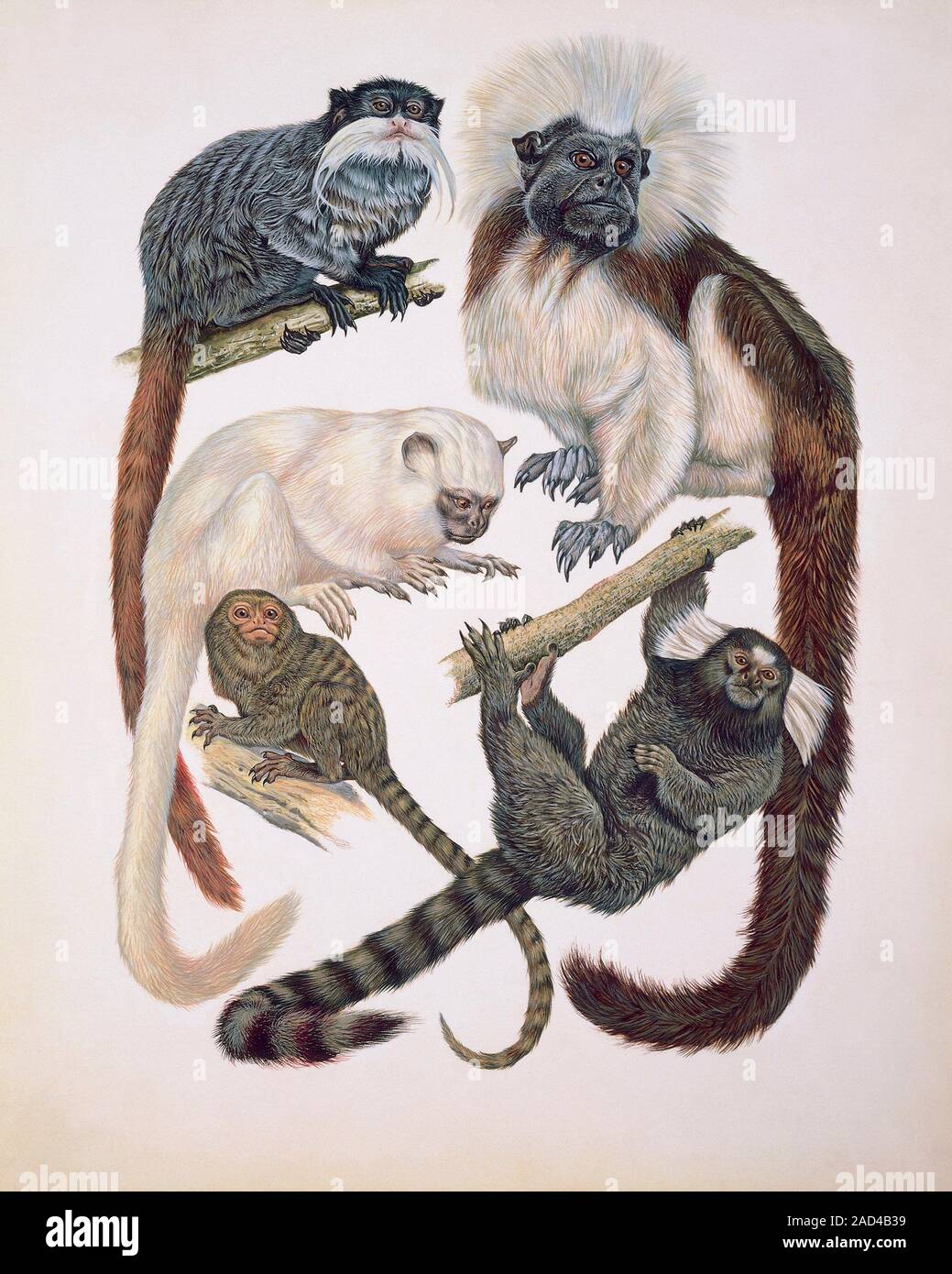 Illustration of a group of primates Stock Photo - Alamy