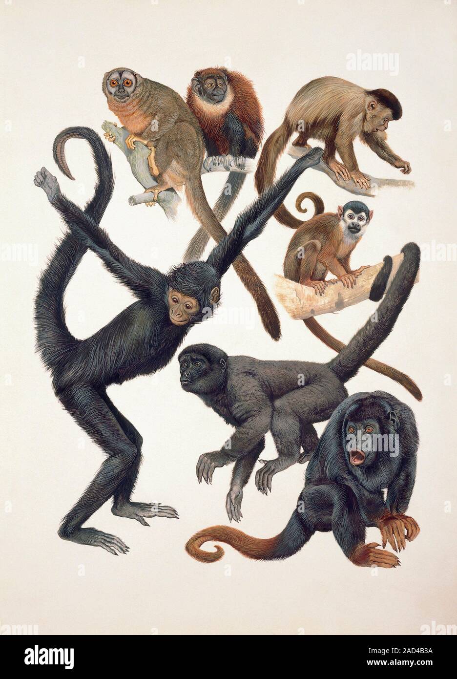 Illustration of a group of primates Stock Photo - Alamy