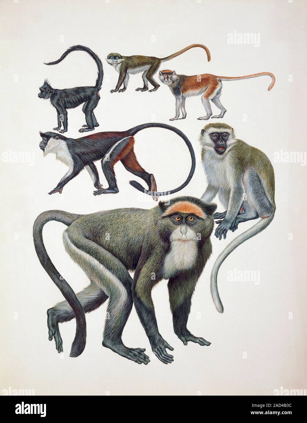 Illustration of a group of Old World monkeys (family Cercopithecidaes ...