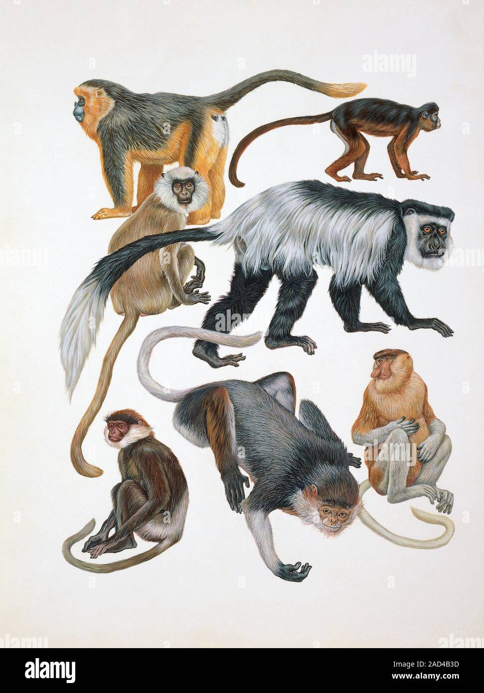 Illustration of a group of primates Stock Photo - Alamy