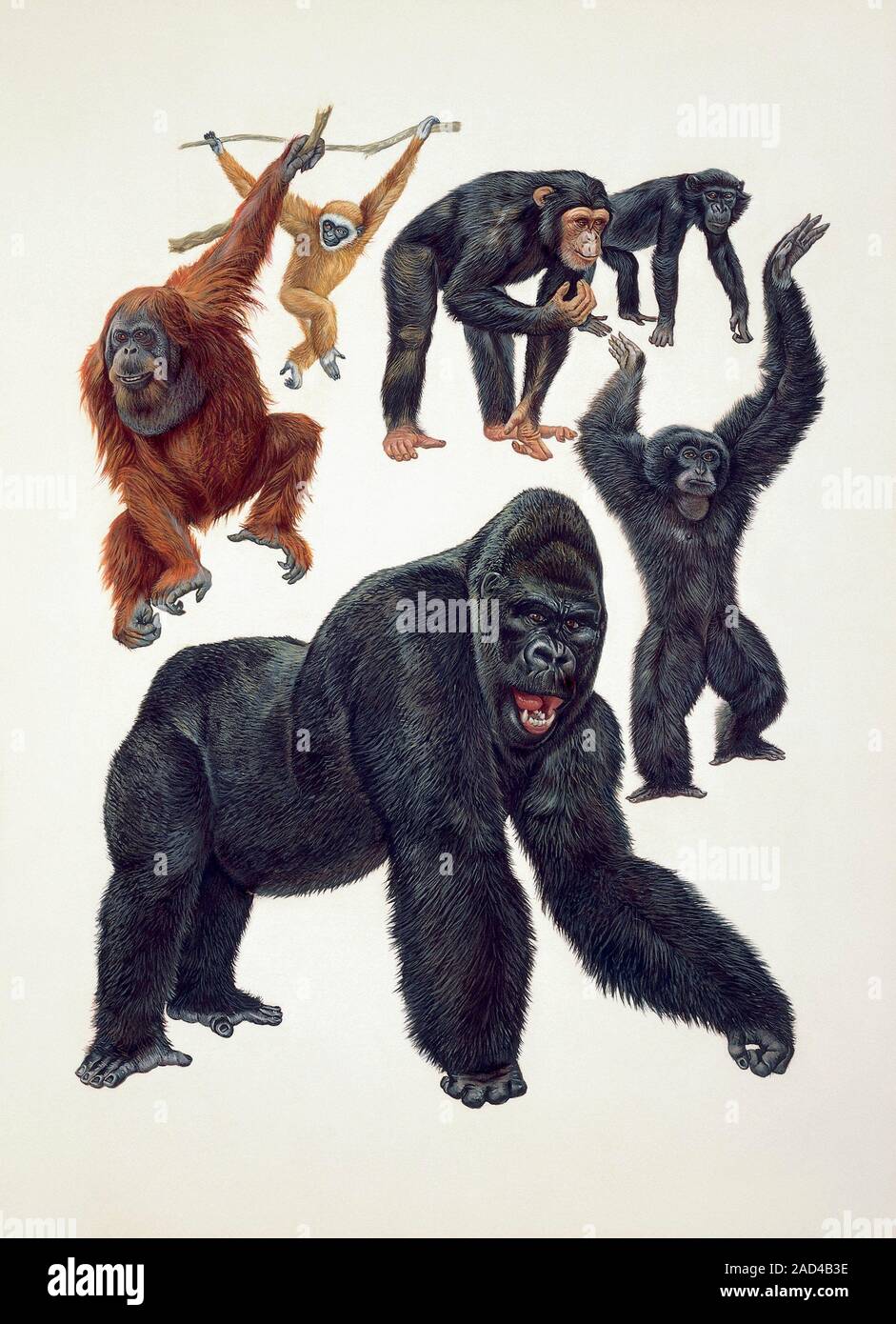 Illustration of a group of primates Stock Photo - Alamy