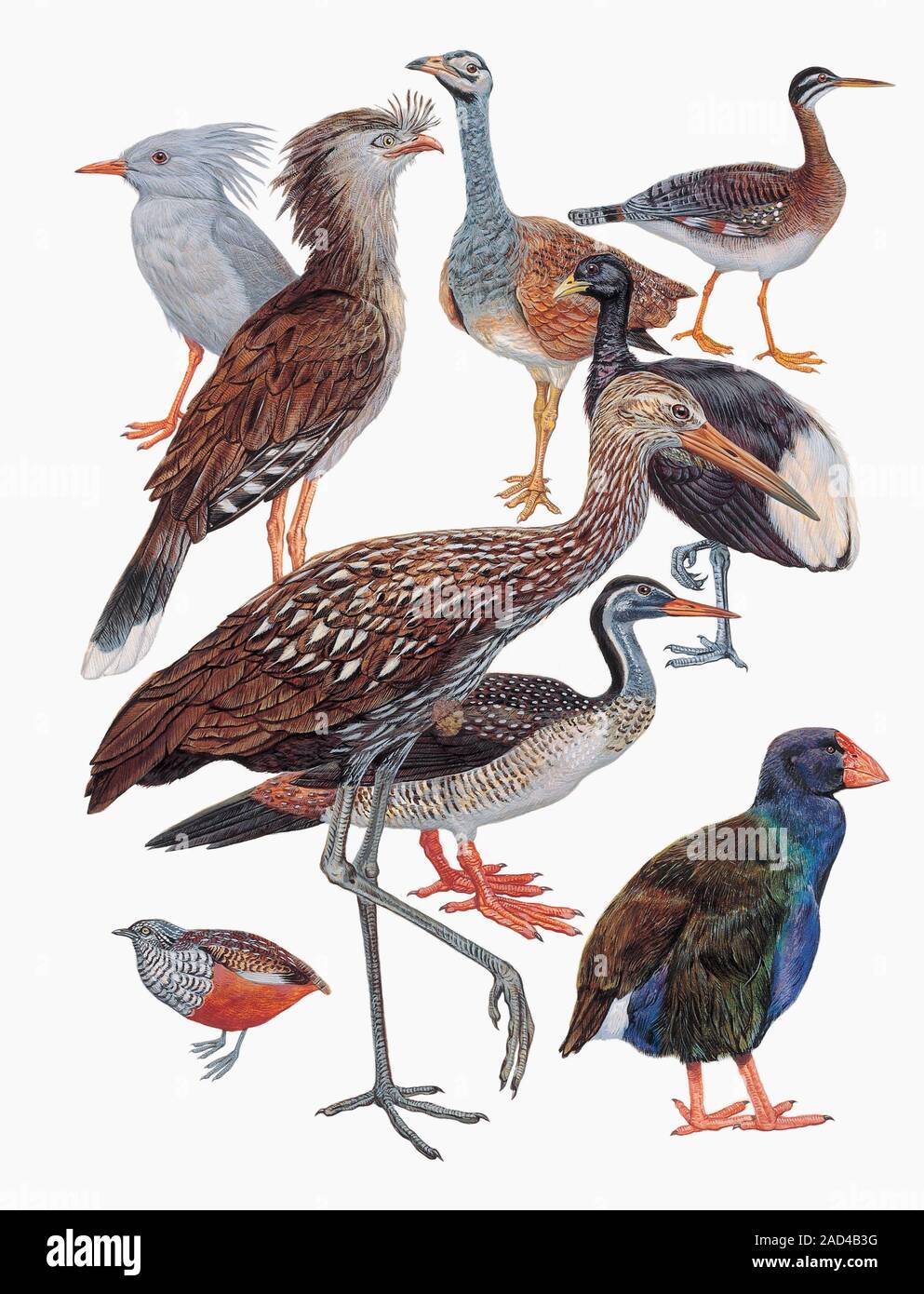 Illustration of a group of gruiformes birds Stock Photo - Alamy