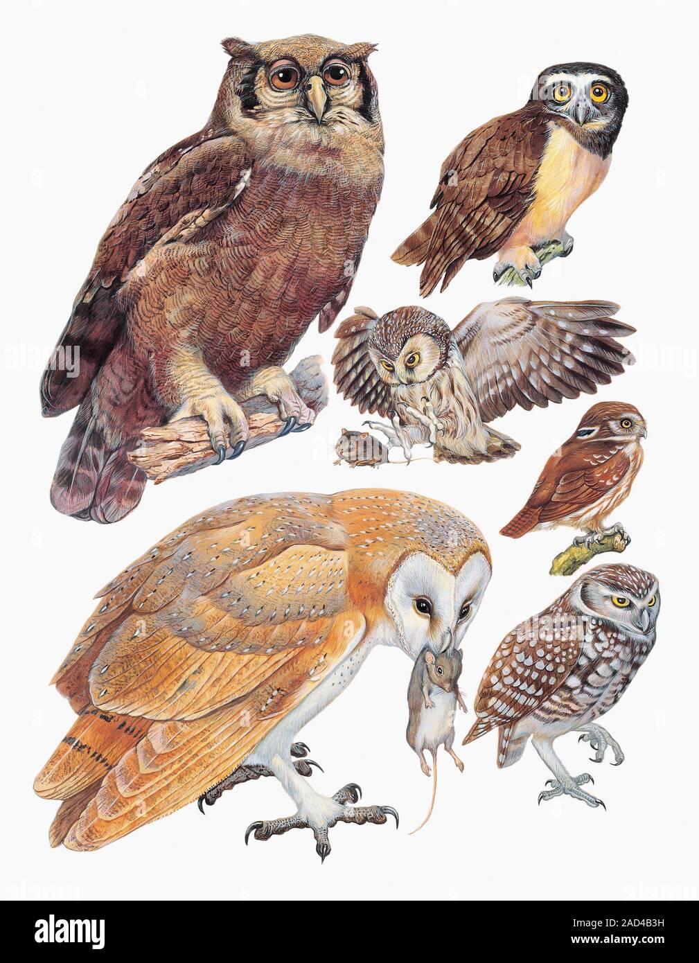 Owls (Strigiformes), illustration Stock Photo - Alamy