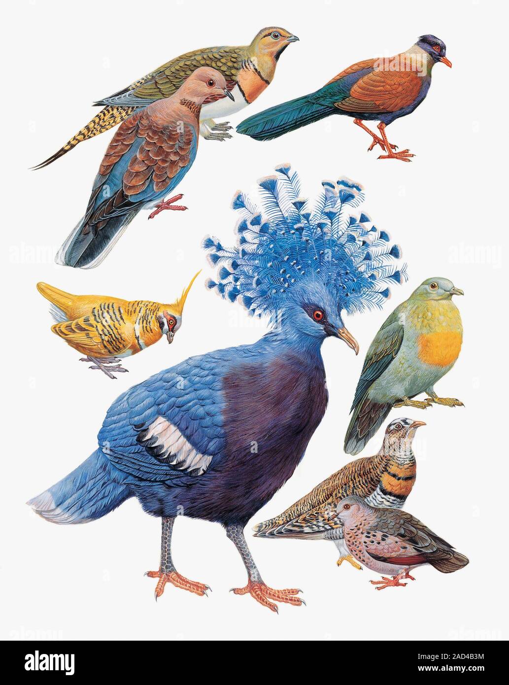 Pigeons (Columbiformes), illustration Stock Photo - Alamy