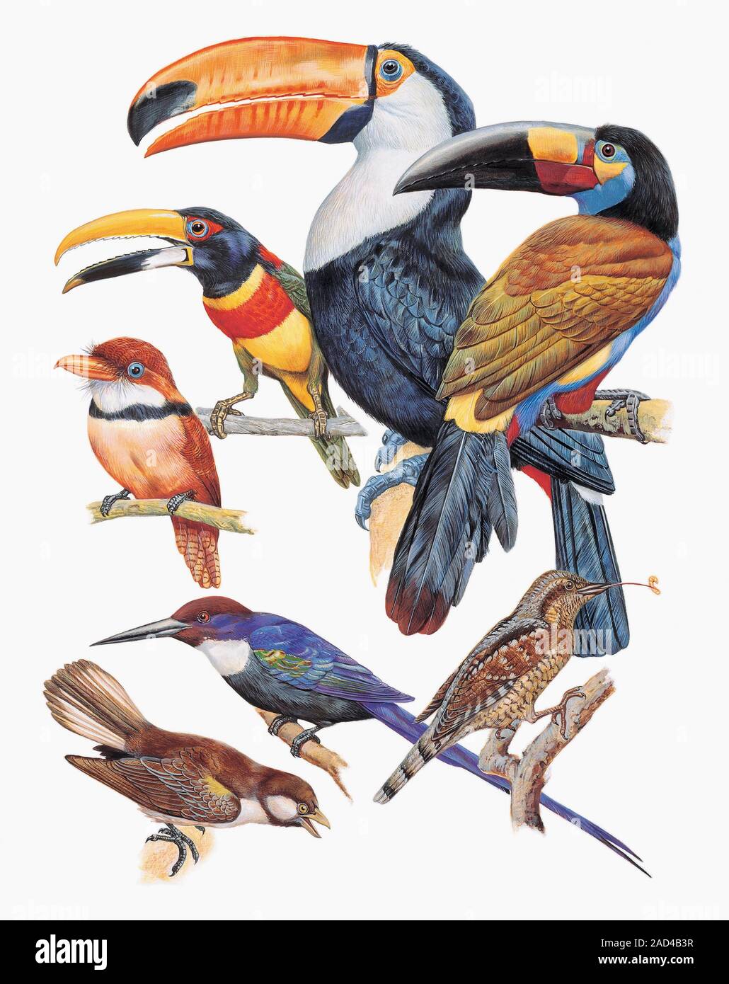 Piciformes birds, including toucans, perching on branches, illustration ...