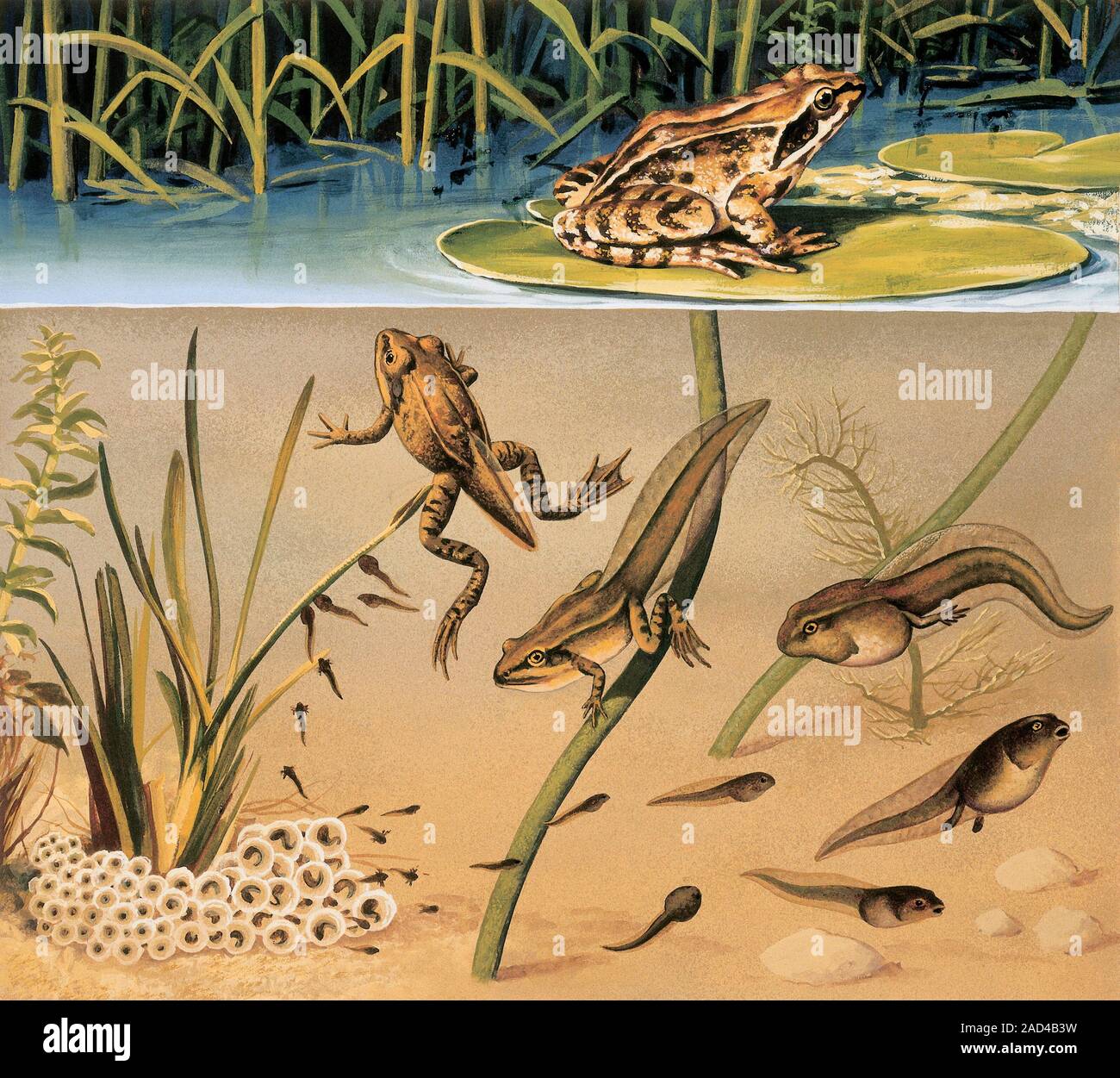 Frog Metamorphosis, illustration Stock Photo - Alamy