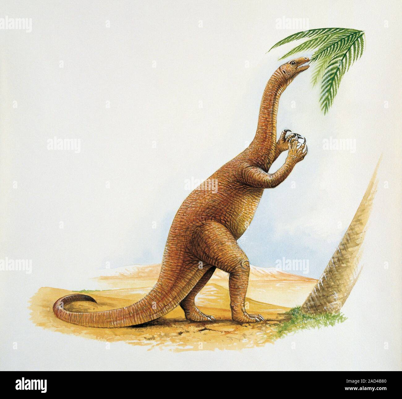 Side profile of a coloradisaurus eating leaves of tree Stock Photo - Alamy