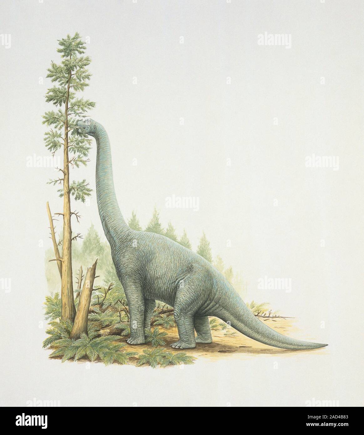 Side profile of a lapparentosaurus eating leaves of a tree Stock Photo ...