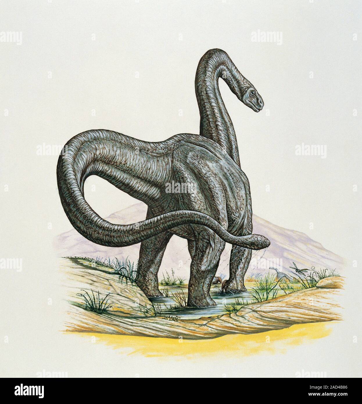 Shunosaurus standing in the forest Stock Photo - Alamy