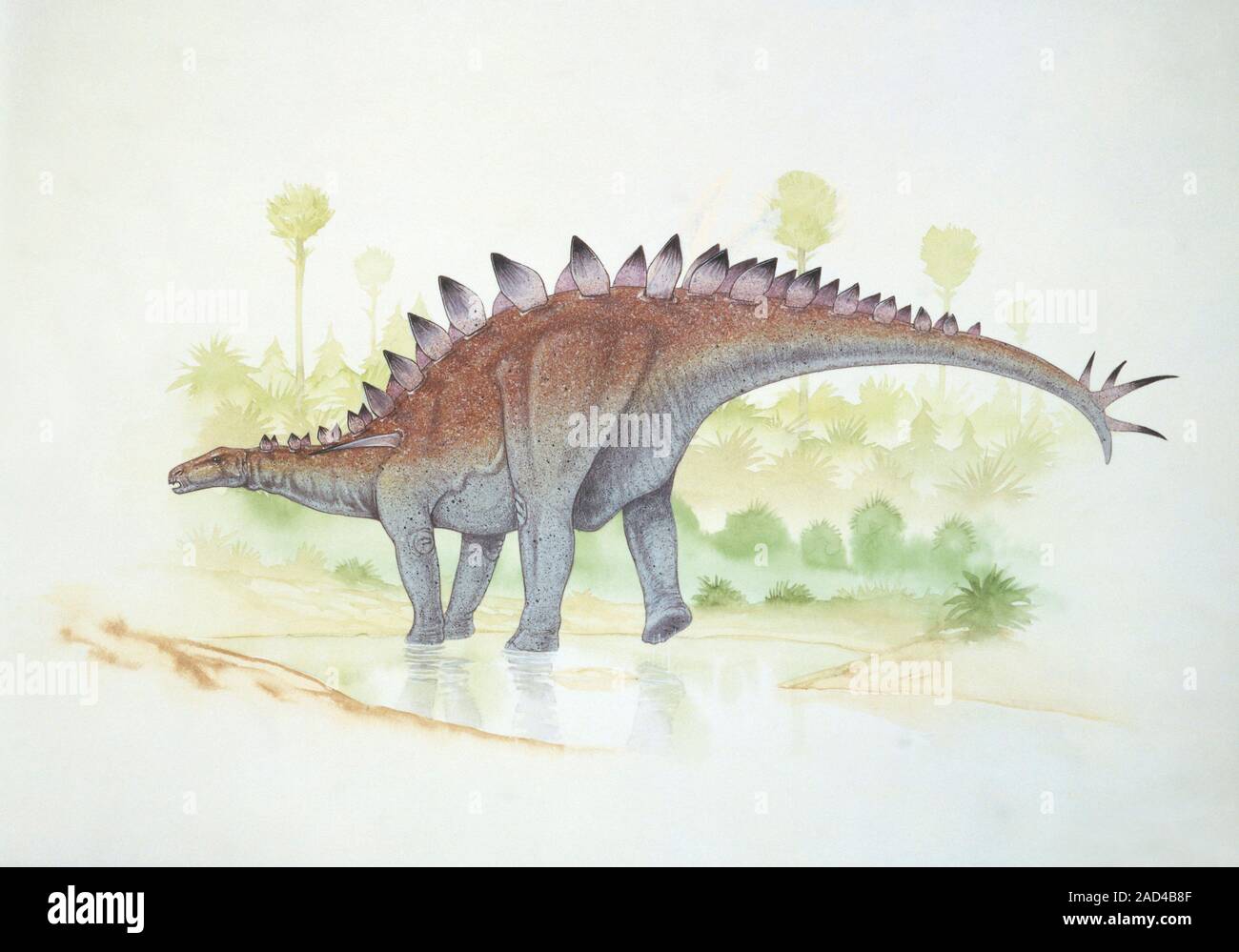 Illustration of Huayangosaurus Stock Photo - Alamy