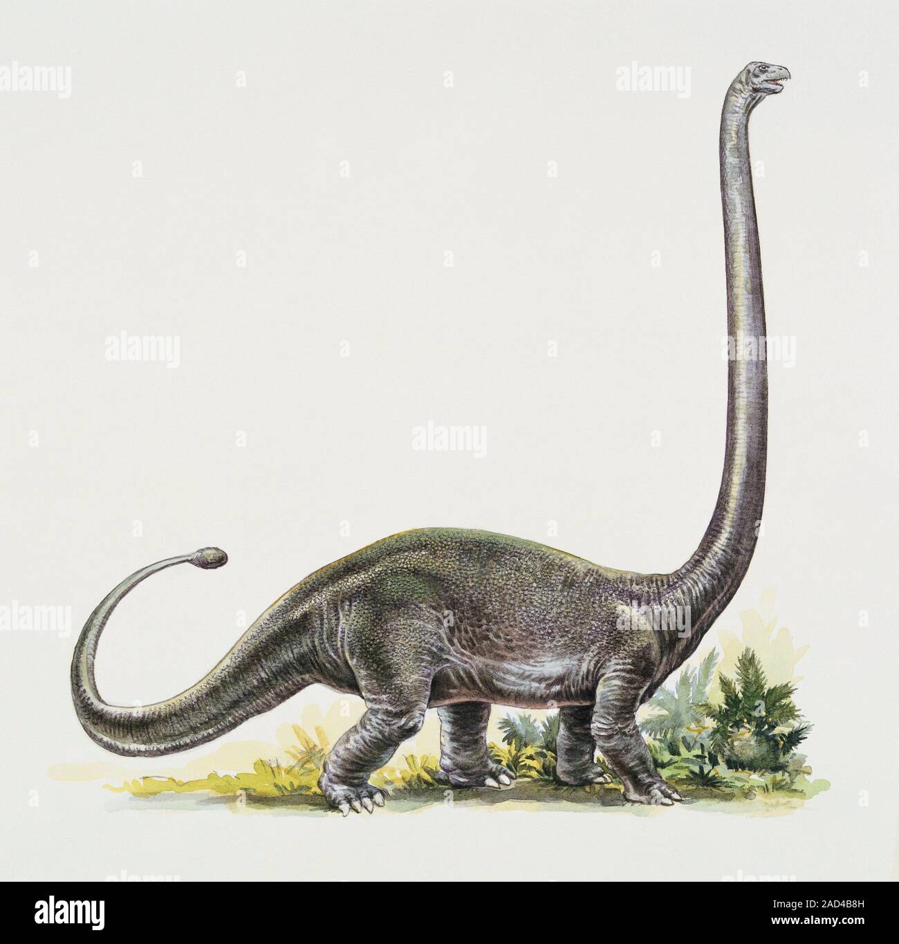 Side profile of an omeisaurus Stock Photo - Alamy