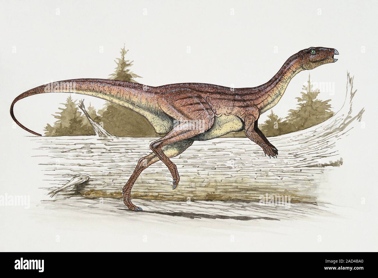 Side profile of a dinosaur running. Atlascopcosaurus Stock Photo - Alamy