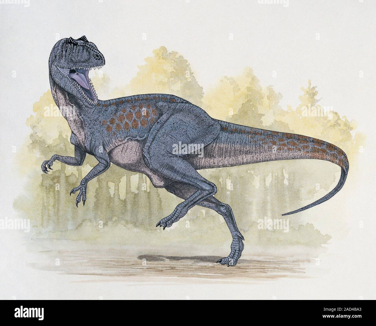 Chilantaisaurus dinosaur walking in water Stock Photo - Alamy