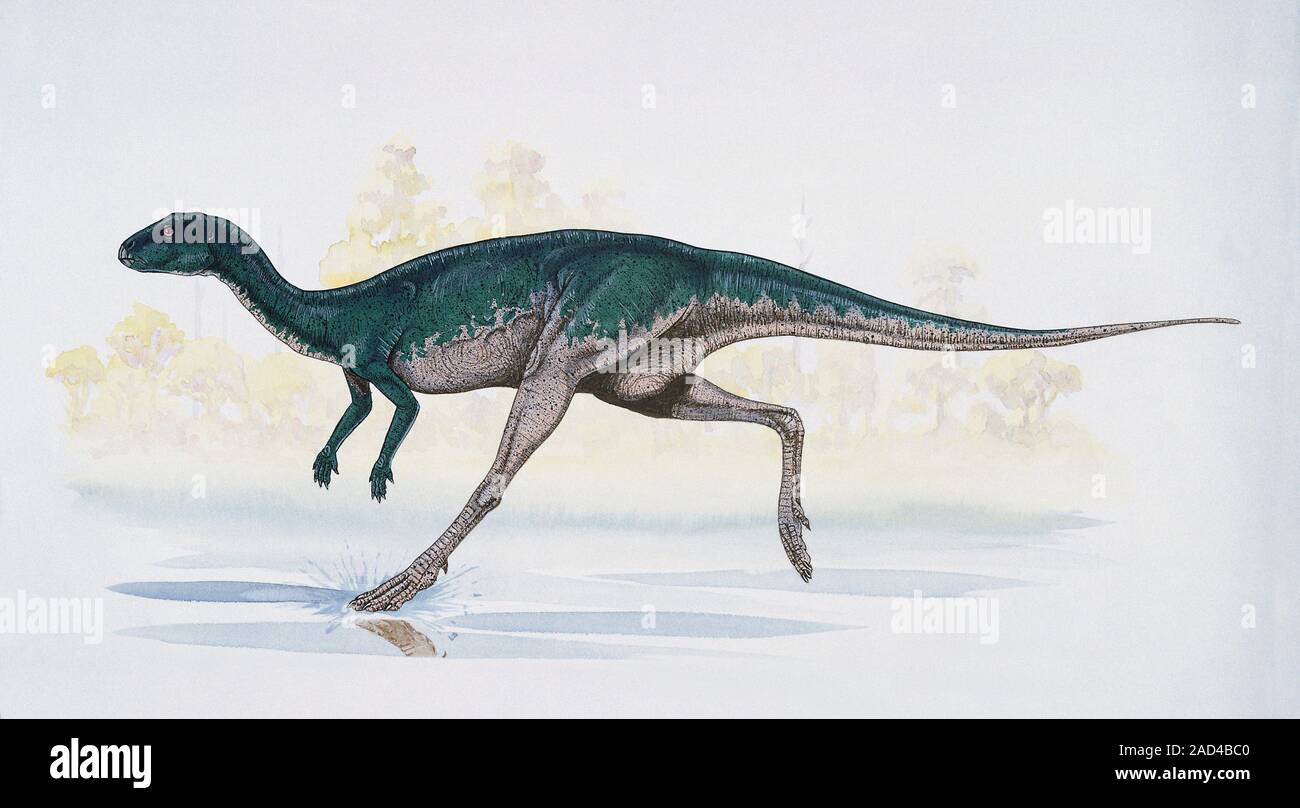 Side profile of a dryosaurus dinosaur walking in the forest ...