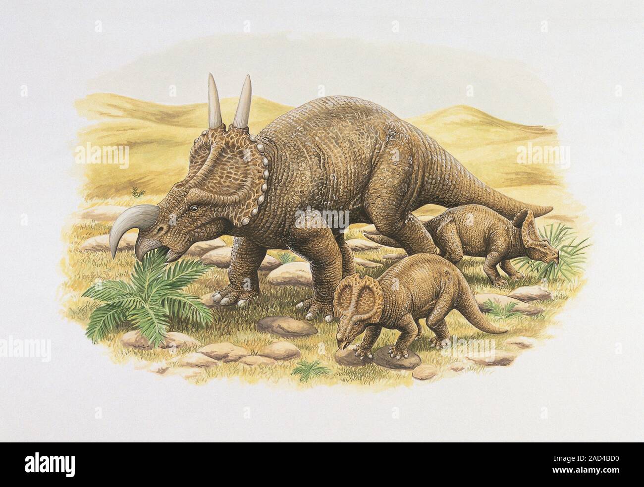 Three einiosaurus dinosaur eating plants Stock Photo - Alamy