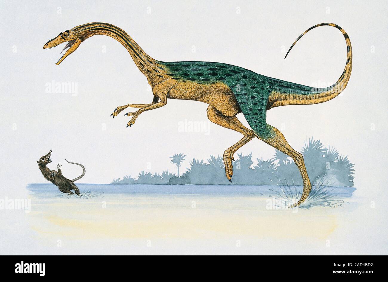 Side profile of an adult dinosaur attacking a young dinosaur. Elmisaurus Stock Photo - Alamy