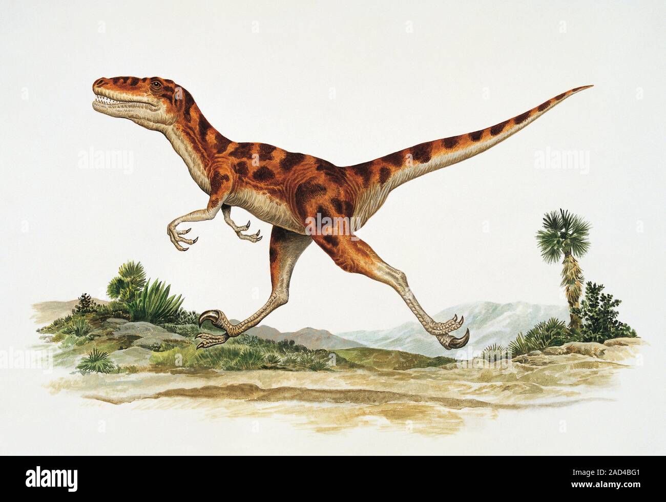 Dinosaur running on a landscape. Noasaurus Stock Photo - Alamy
