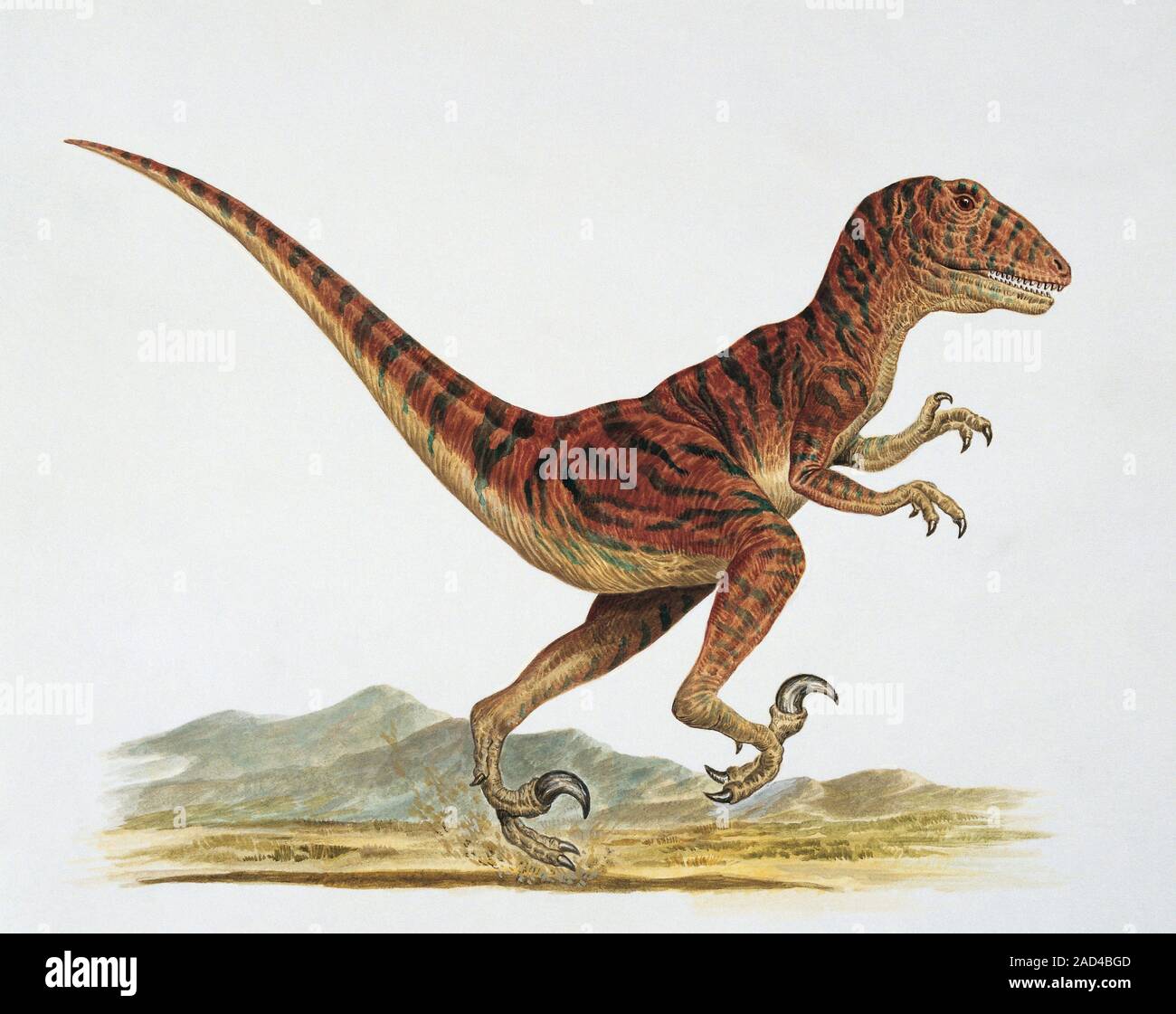 Side profile of a dinosaur running. Adasaurus Stock Photo - Alamy