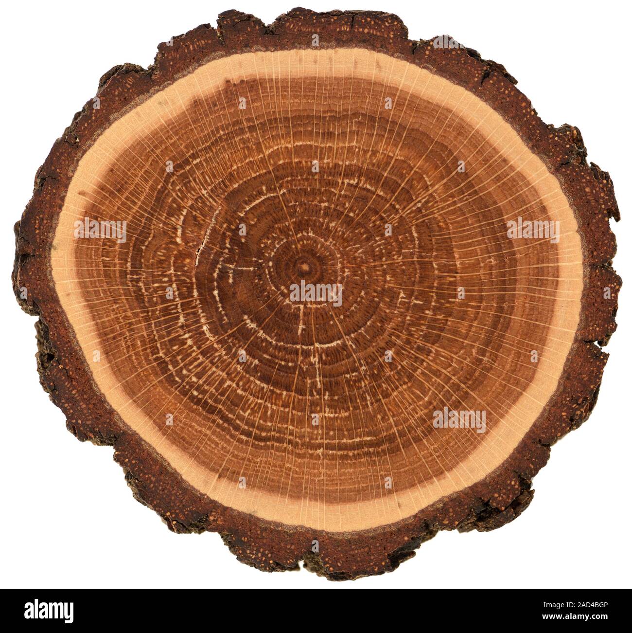 Circular wood slab with bark and growth rings. Colorful oak tree slice ...