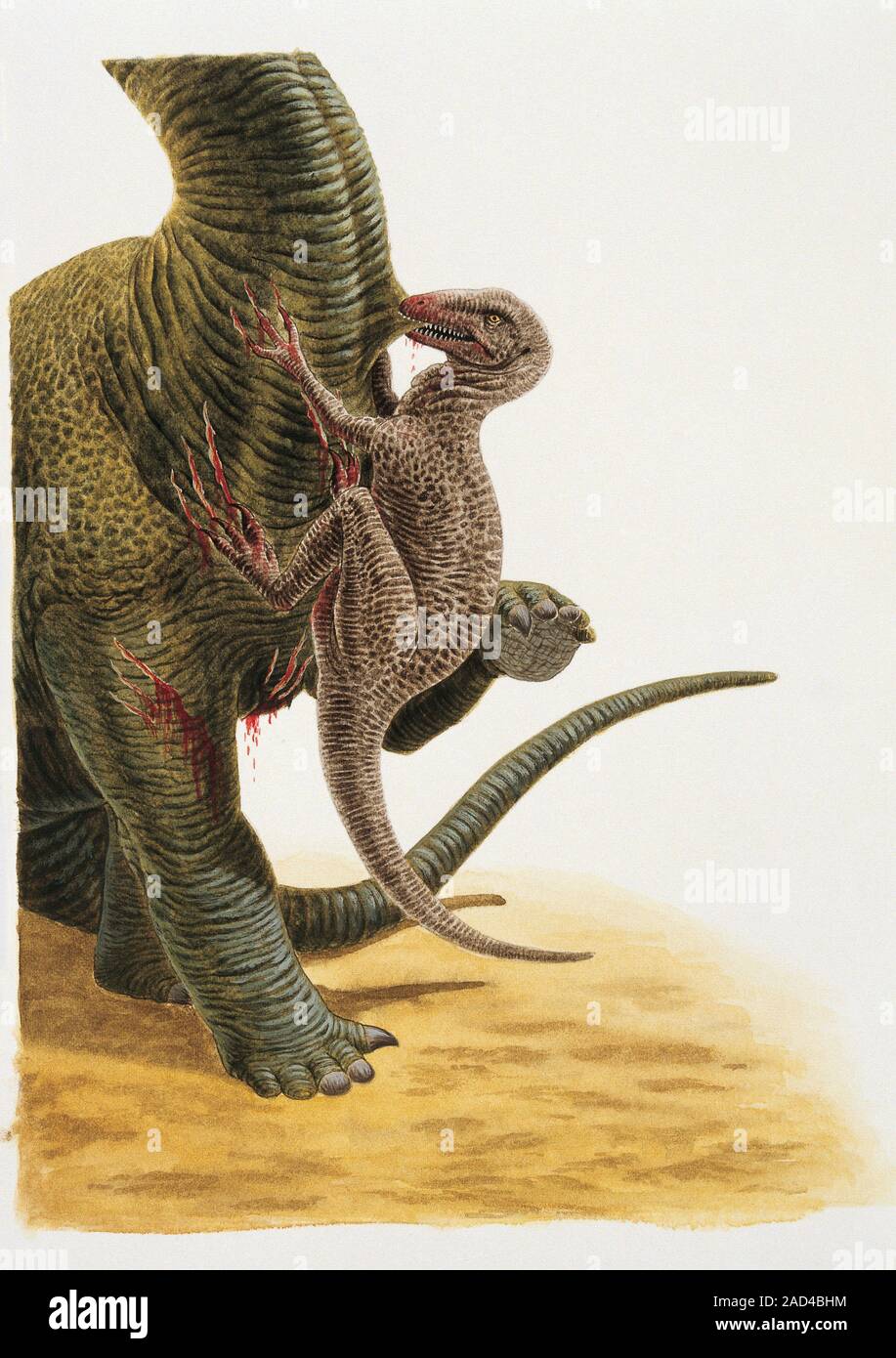 Dromaeosaurus dinosaur hunting another dinosaur Stock Photo - Alamy