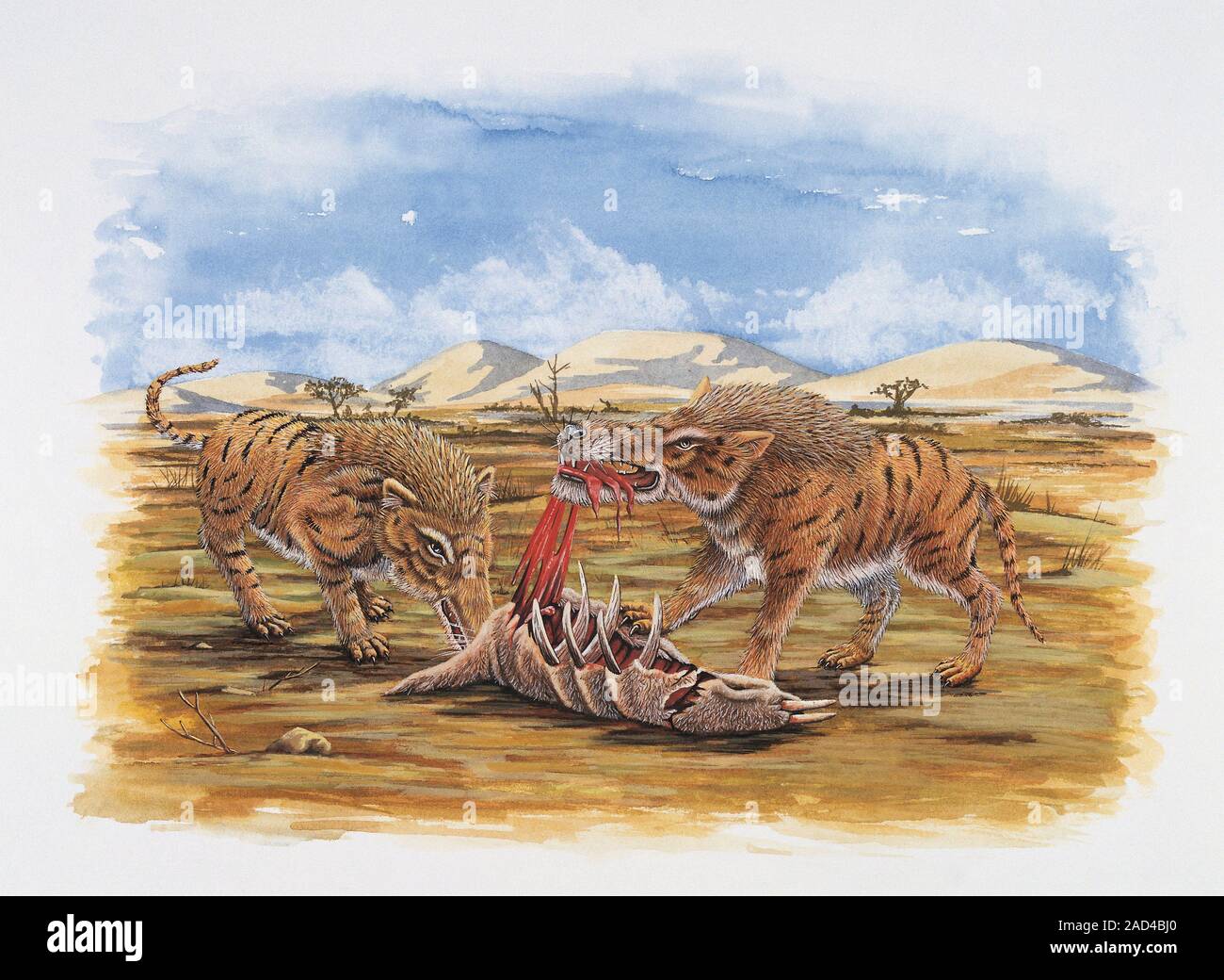 Two andrewsarchus mongoliensis hunting an animal. Andrewsarchus Stock ...