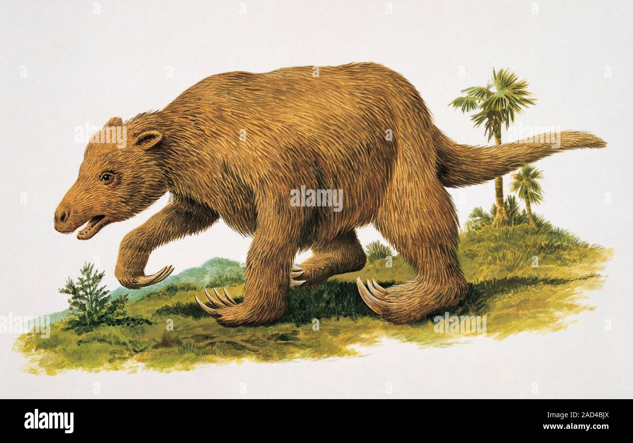 Side profile of a sloth. Megatherium Stock Photo - Alamy