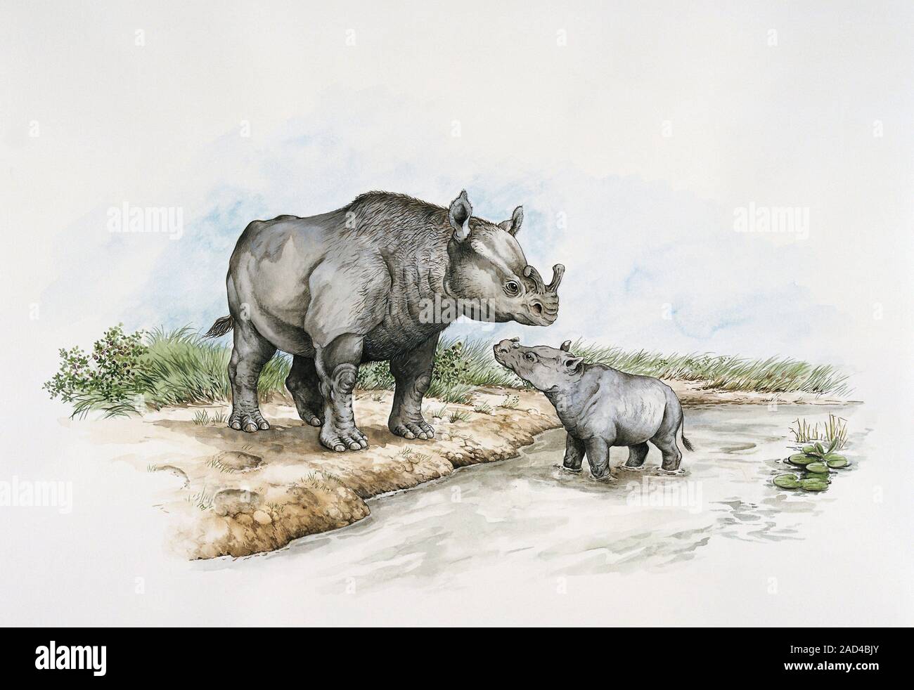 Rhinoceros with a baby rhinoceros. Brontoterio (Brontotherium Stock ...
