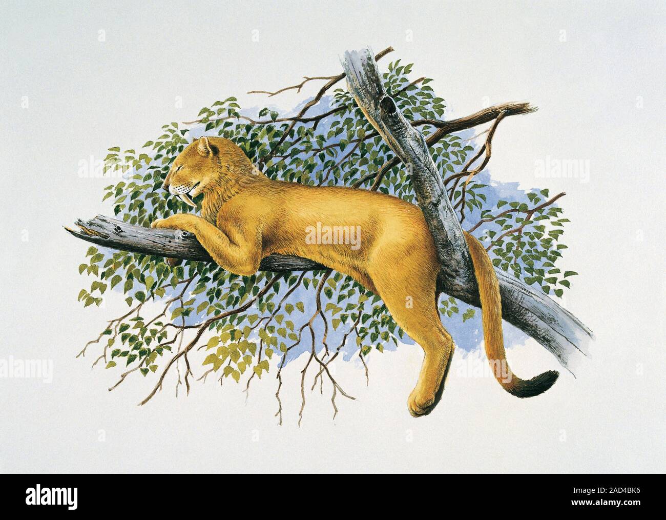 Saber tooth lion sitting on a tree branch. Smilodon Stock Photo - Alamy