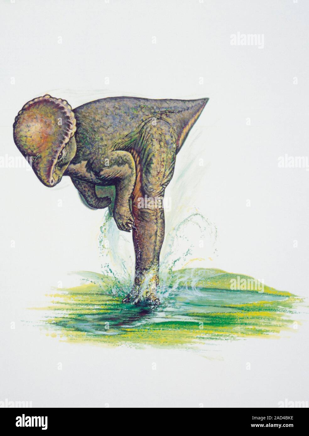 Illustration of Stegoceras Stock Photo - Alamy
