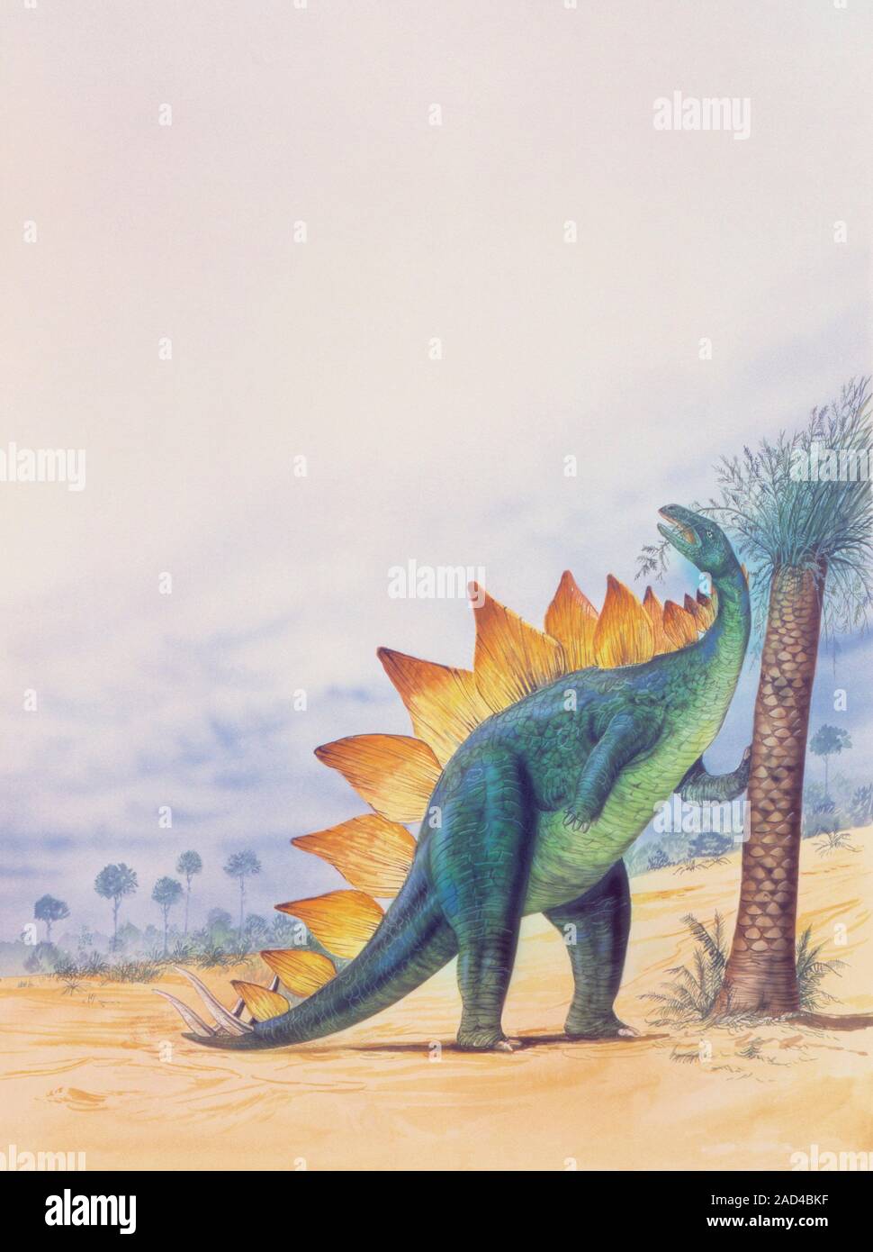 Stegosaurus dinosaur eating leaves of a tree Stock Photo - Alamy