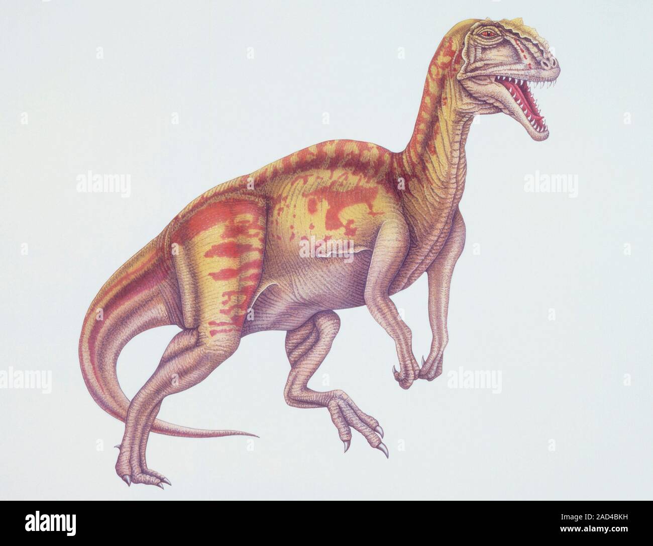 Side profile of a dinosaur. Yangchuanosaurus Stock Photo - Alamy