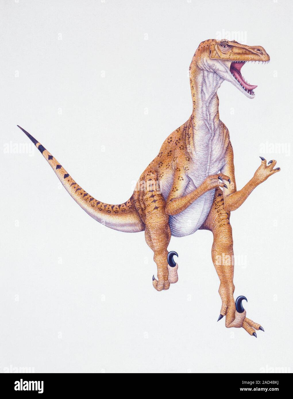Illustration of Velociraptor Stock Photo - Alamy