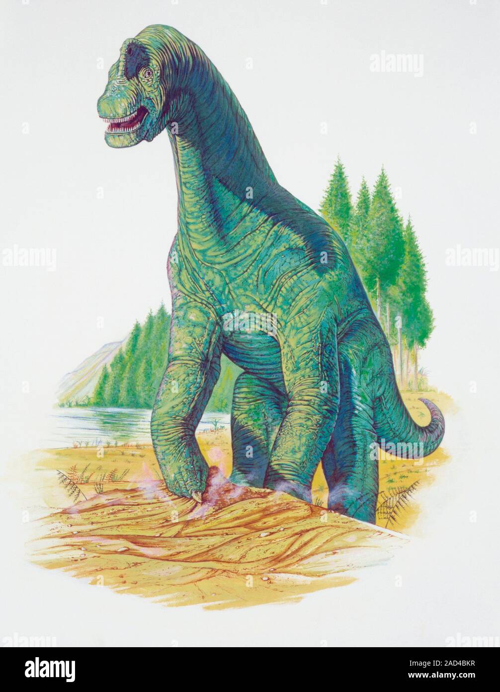 Illustration of Brachiosaurus Stock Photo - Alamy