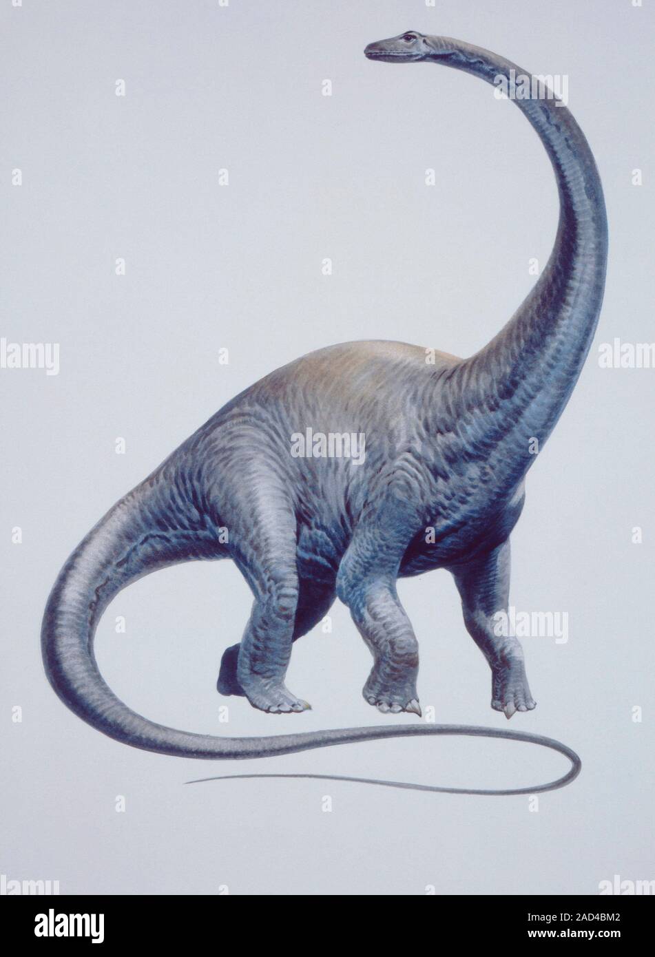 Illustration of Diplodocus Stock Photo - Alamy