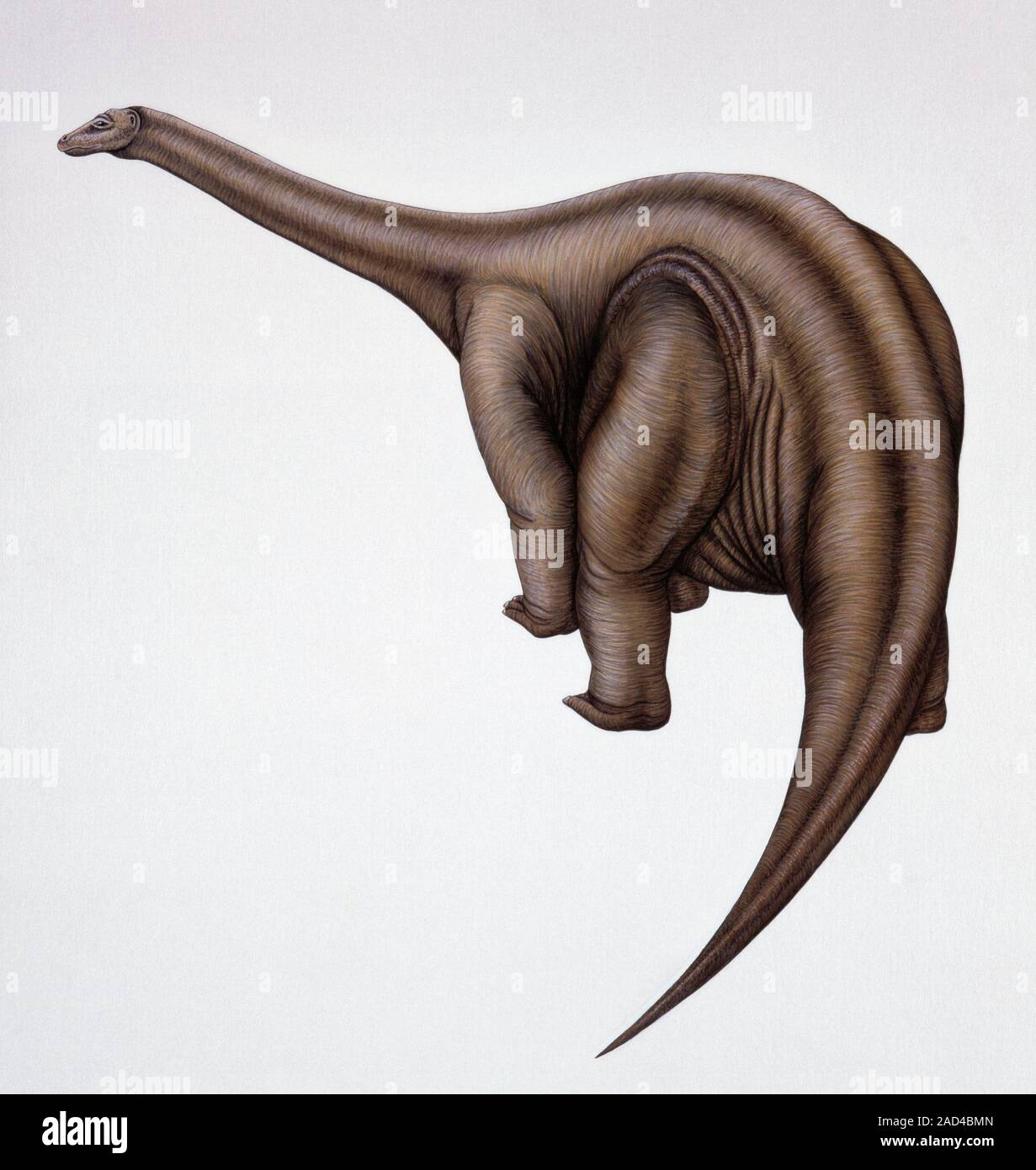 Illustration of Cetiosaurus Stock Photo - Alamy