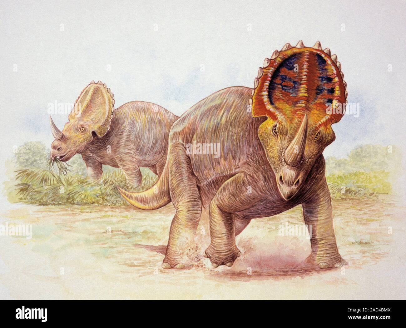 Illustration of two Centrosauruses. Centrosaurus Stock Photo - Alamy