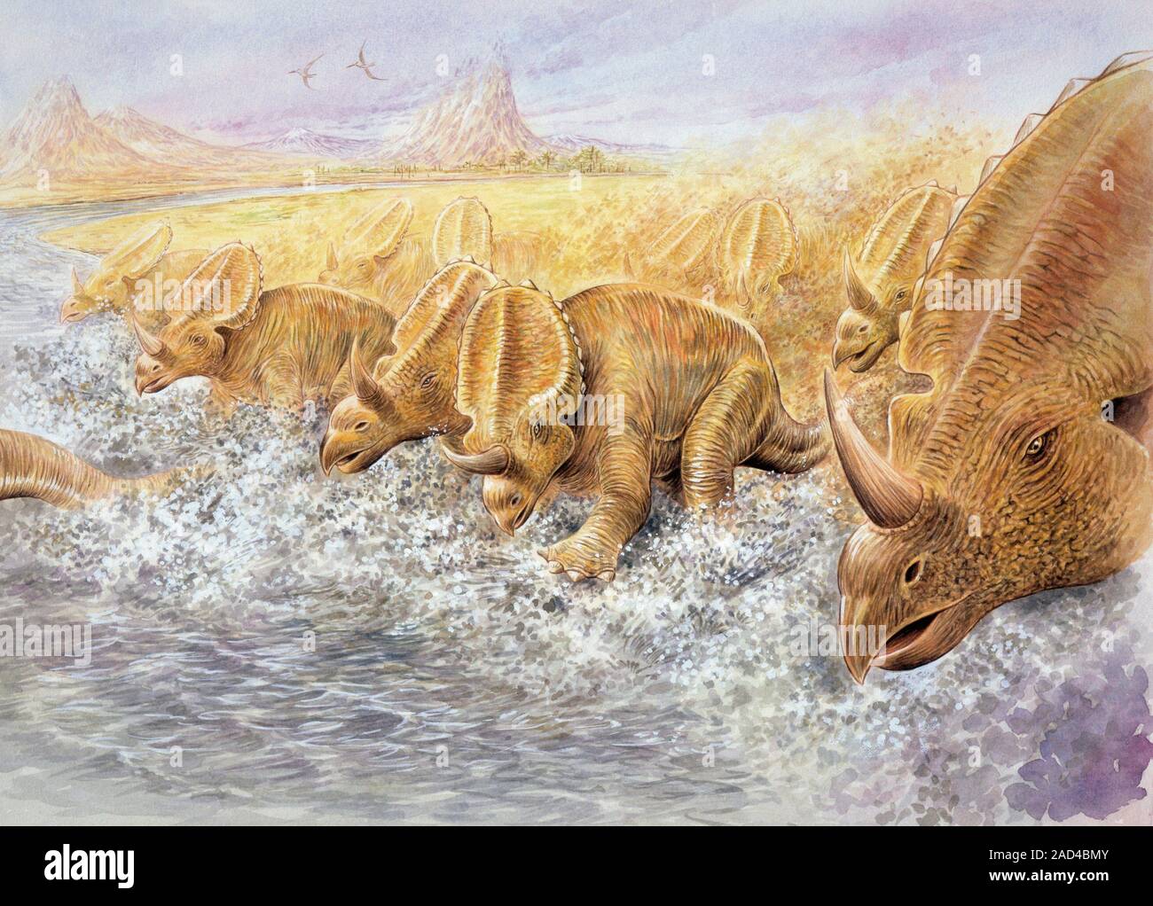 Illustration of herd of Centrosauruses running into water Stock Photo ...