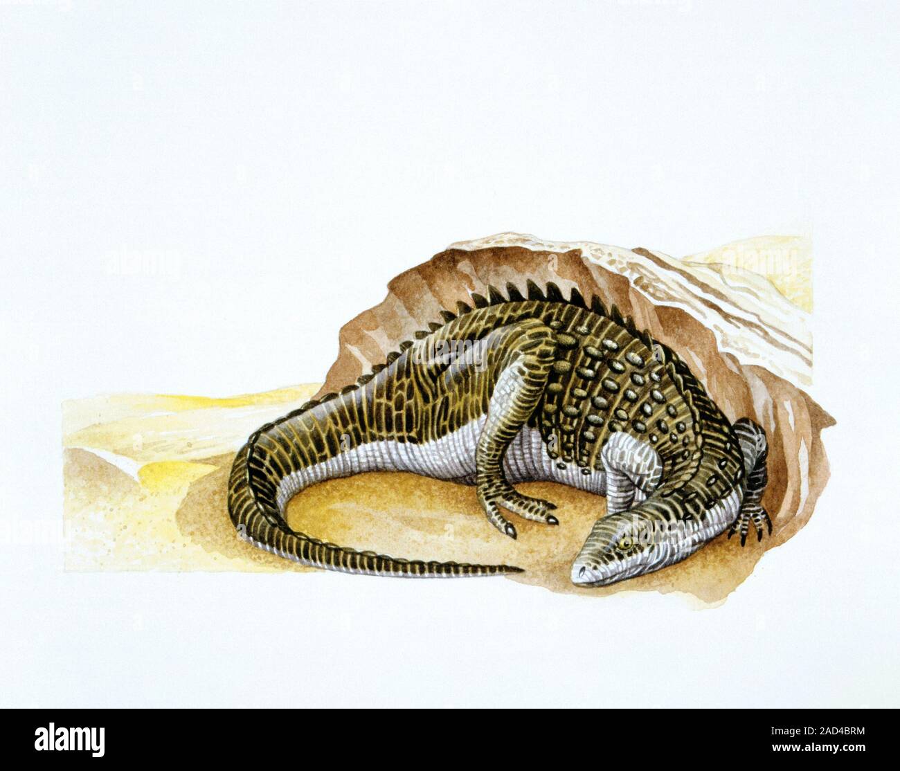 Illustration of Scutellosaurus Stock Photo - Alamy