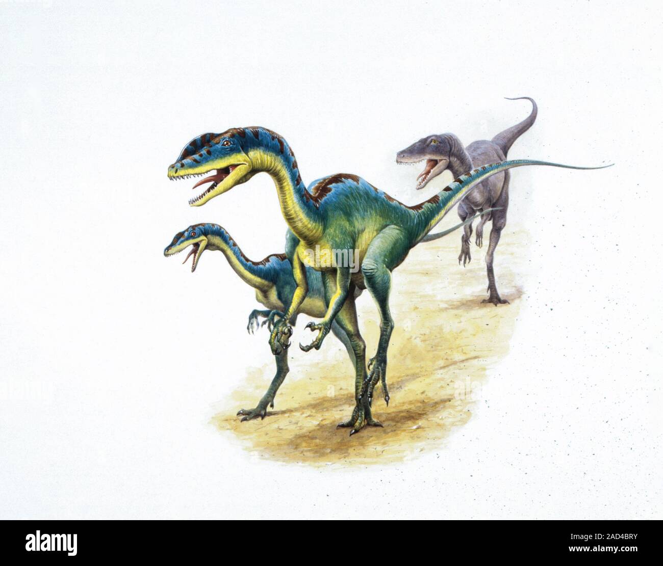 Illustration of Liliensternus Stock Photo - Alamy