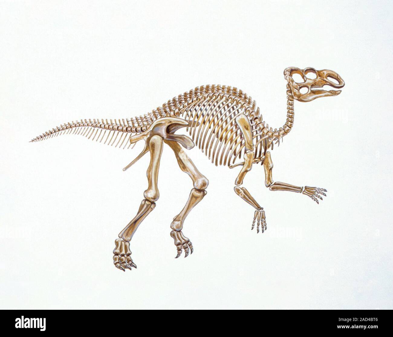 Illustration of skeleton of Hadrosaurus Stock Photo - Alamy