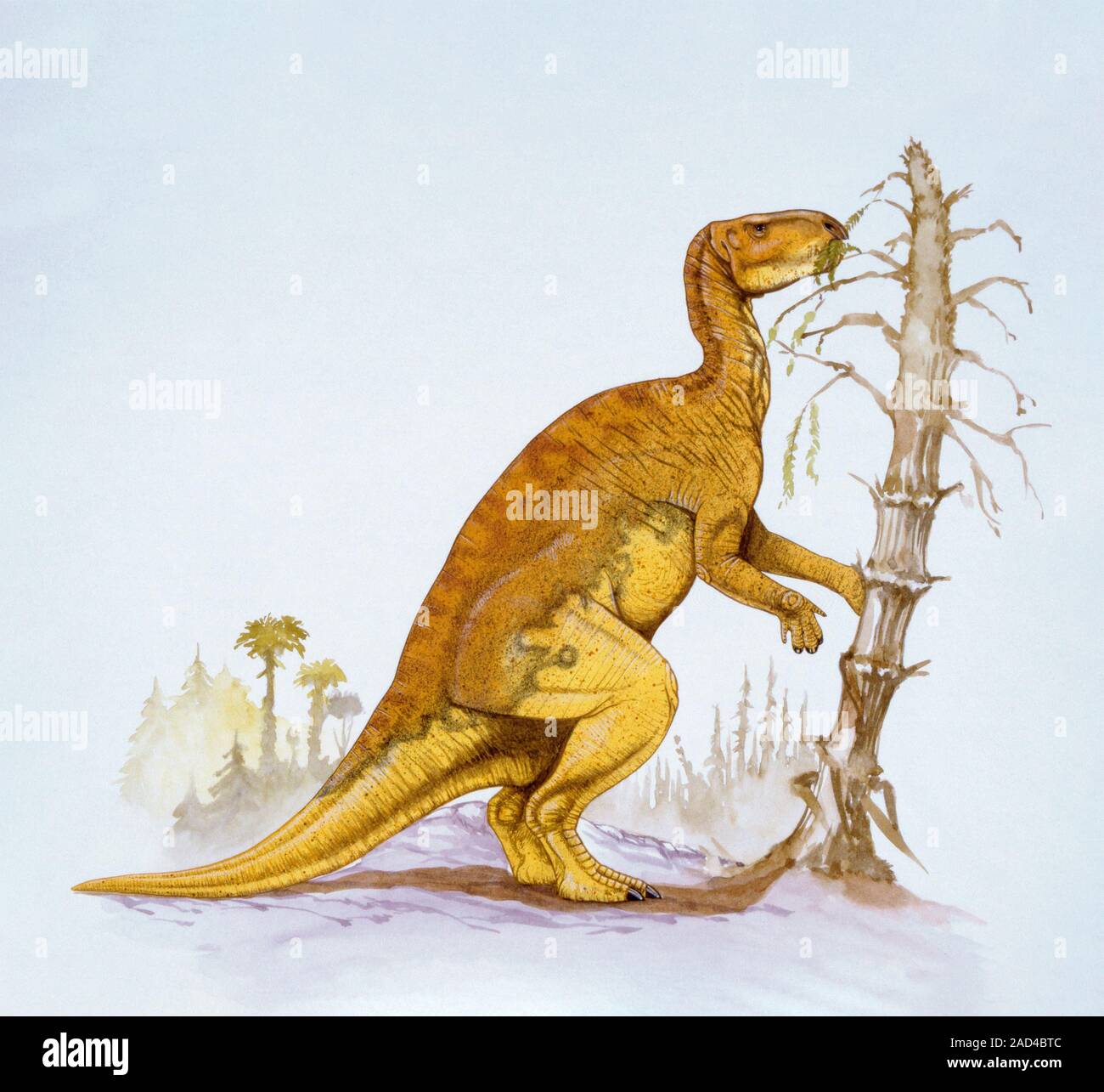 Illustration of Probactrosaurus Stock Photo - Alamy