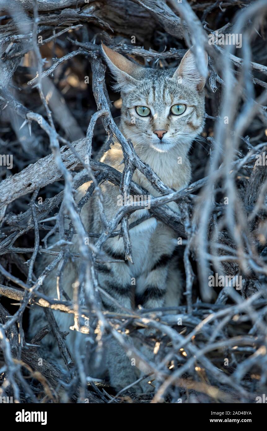 African wildcat taking refuge amongst the dead branches of a fallen ...