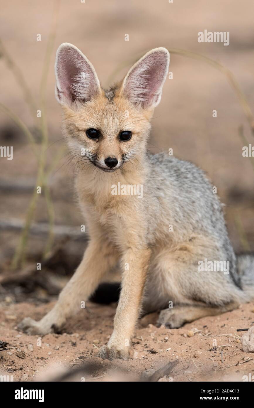The Cape fox (Vulpes chama) is a small fox, measuring up to 60 ...
