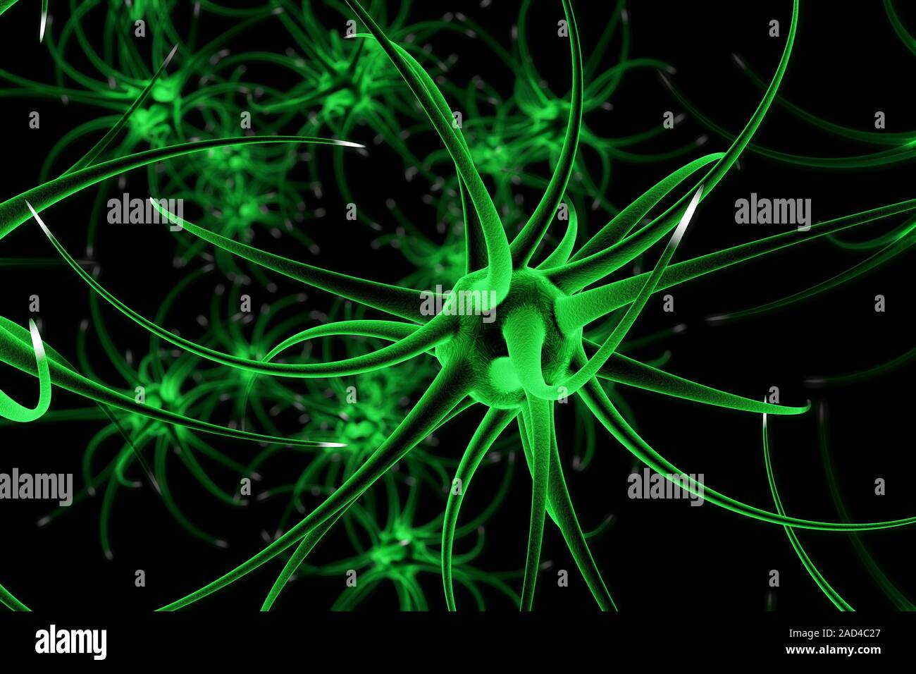 Neural network. Computer illustration of interconnected nerve cells, or ...