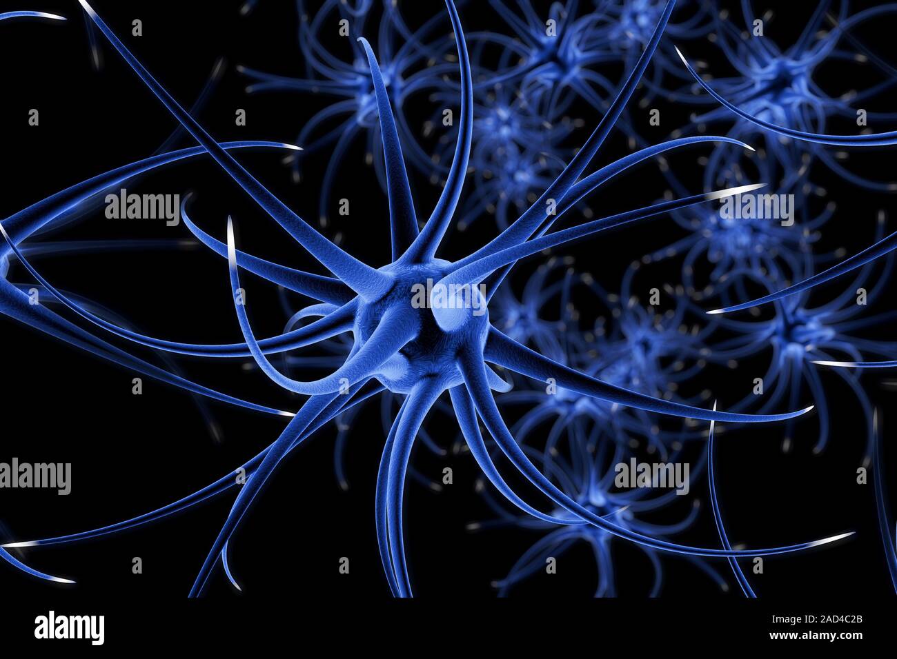 Neural network. Computer illustration of interconnected nerve cells, or ...