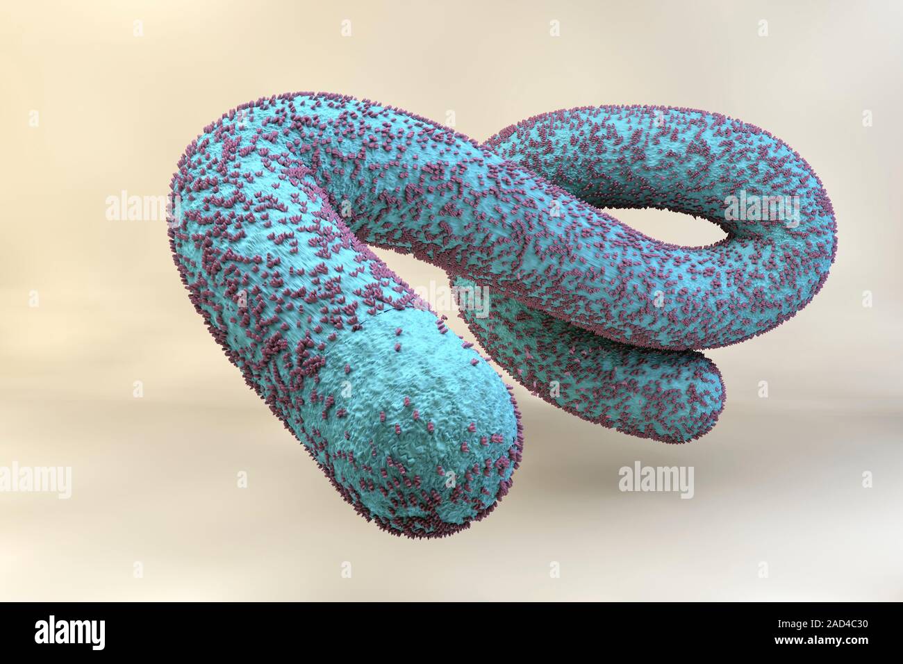 Ebola virus. Computer illustration of an Ebola virus particle (virion ...