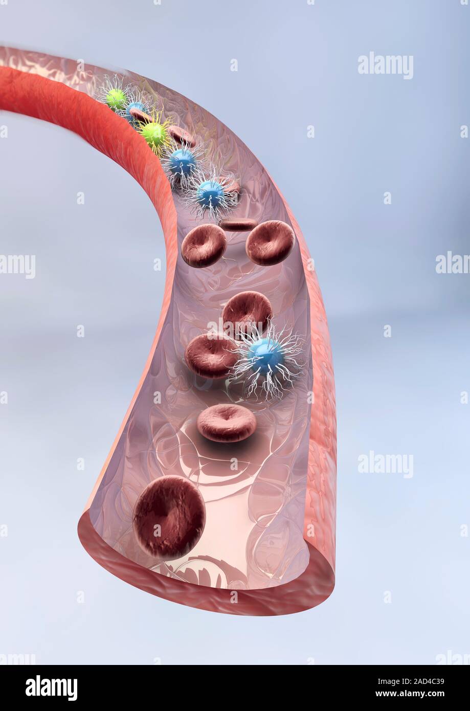 Blood cells in blood vessel. Cutaway computer illustration of red blood ...