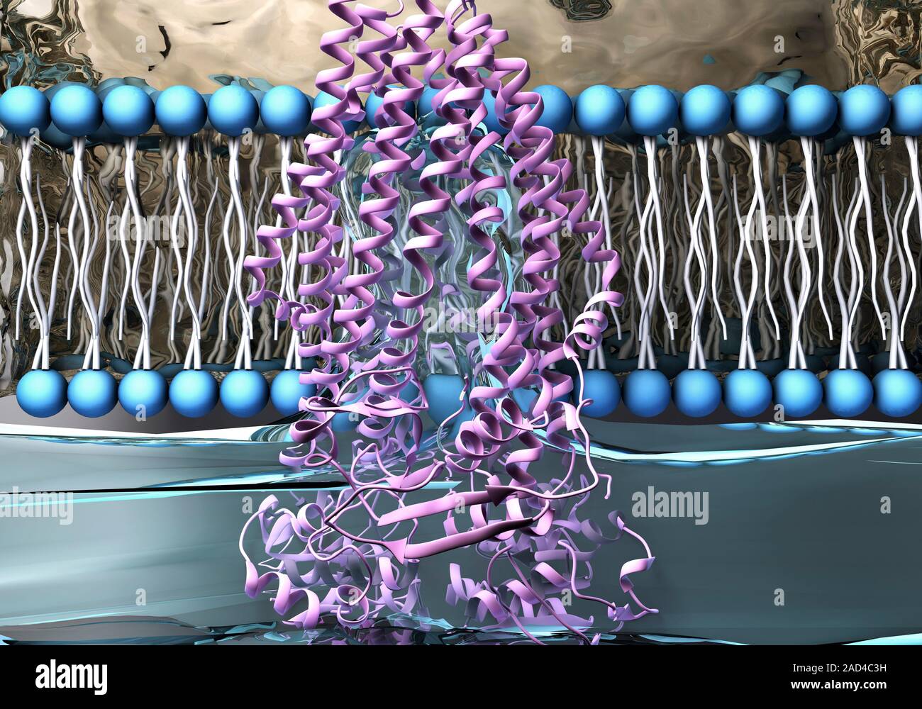 Cellular membrane pump. Molecular model showing the protein structure ...