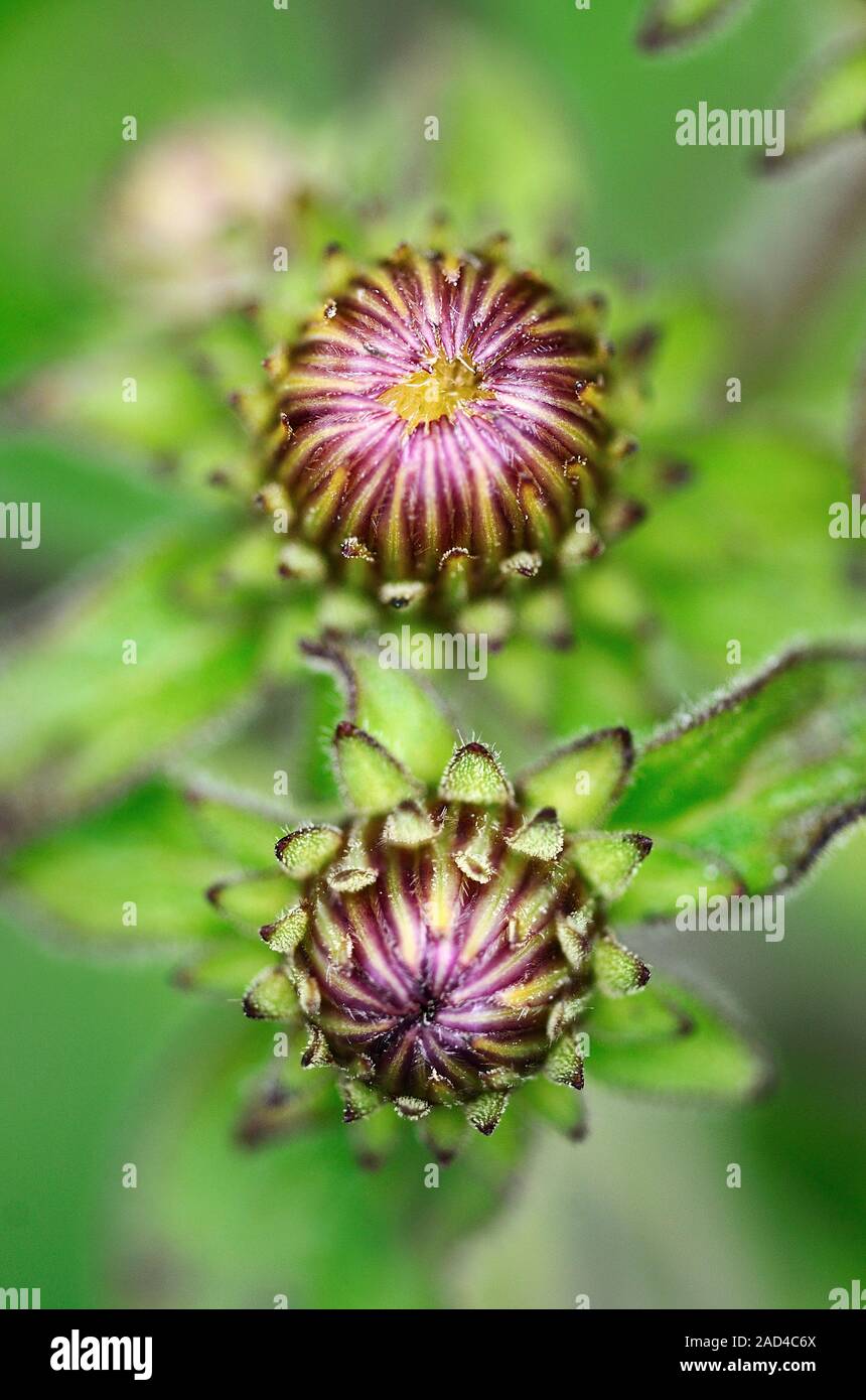 Ploughman's spikenard (Inula conyza) flower buds. Photographed in July ...